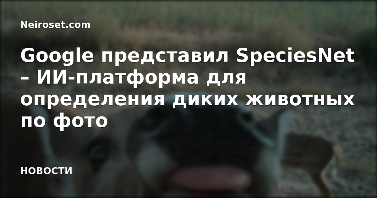Google представил SpeciesNet – ИИ-платформа для определения диких животных по фото — сервис ...